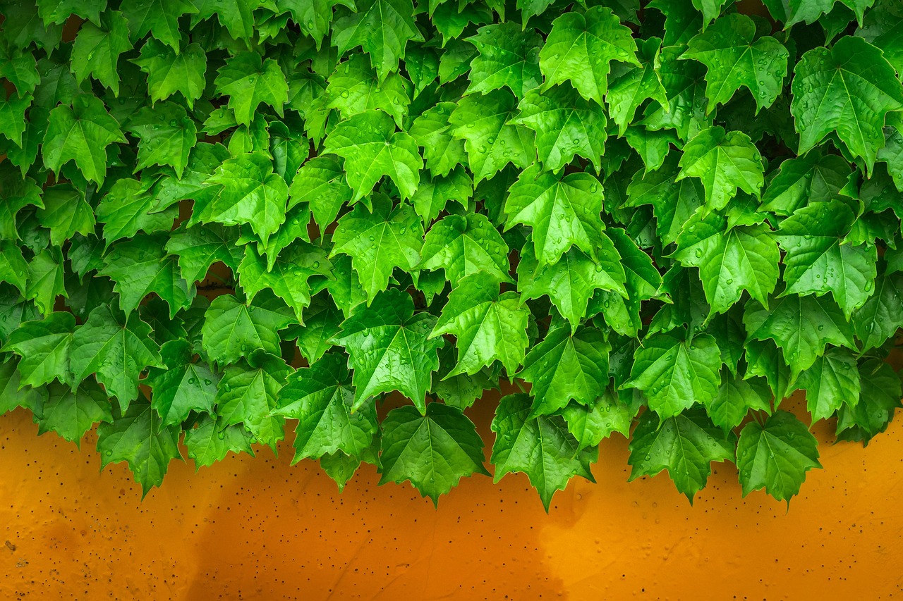 Ivy Vine Leaf - Free photo on Pixabay
