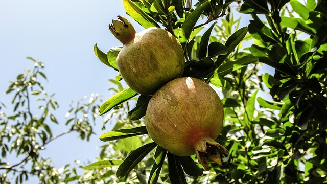 Granada Fruta Árbol - Foto gratis en Pixabay - Pixabay