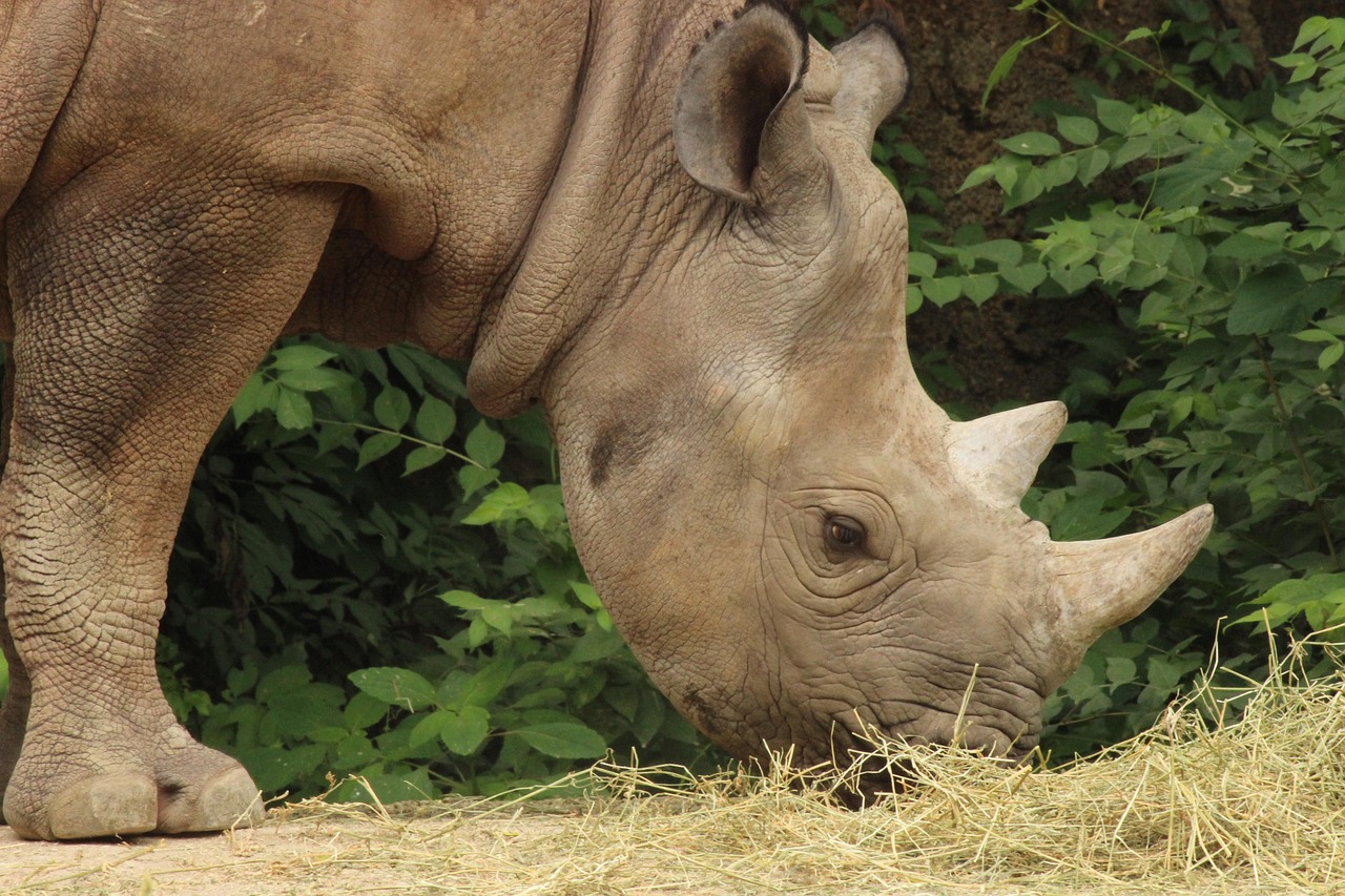 Nashorn St Louis - Kostenloses Foto auf Pixabay - Pixabay
