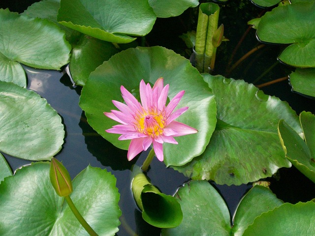 Teratai Bunga Thailand - Foto gratis di Pixabay - Pixabay