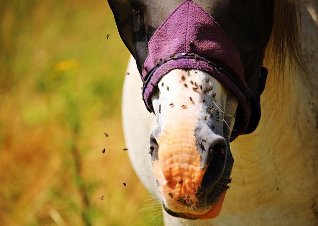 Caballo Fosa Nasal Molde - Foto gratis en Pixabay - Pixabay