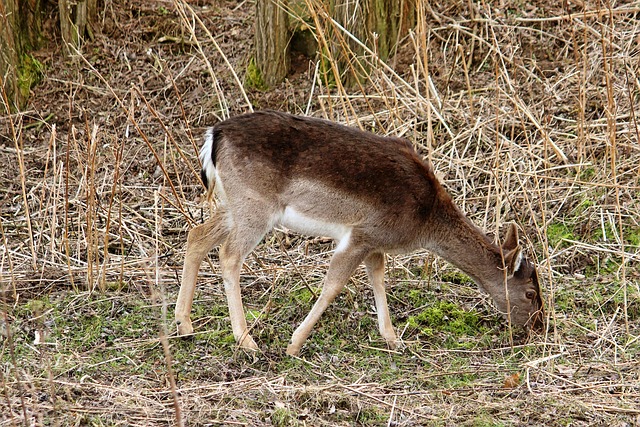 Cervo Lobo Abatido Floresta - Foto gratuita no Pixabay - Pixabay