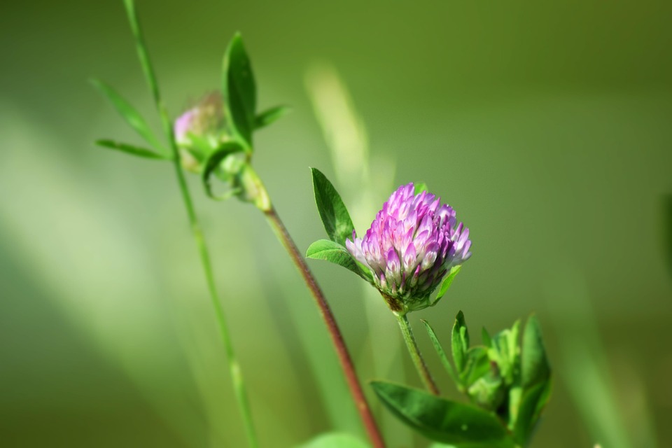 Red Clover Flower - Free photo on Pixabay - Pixabay