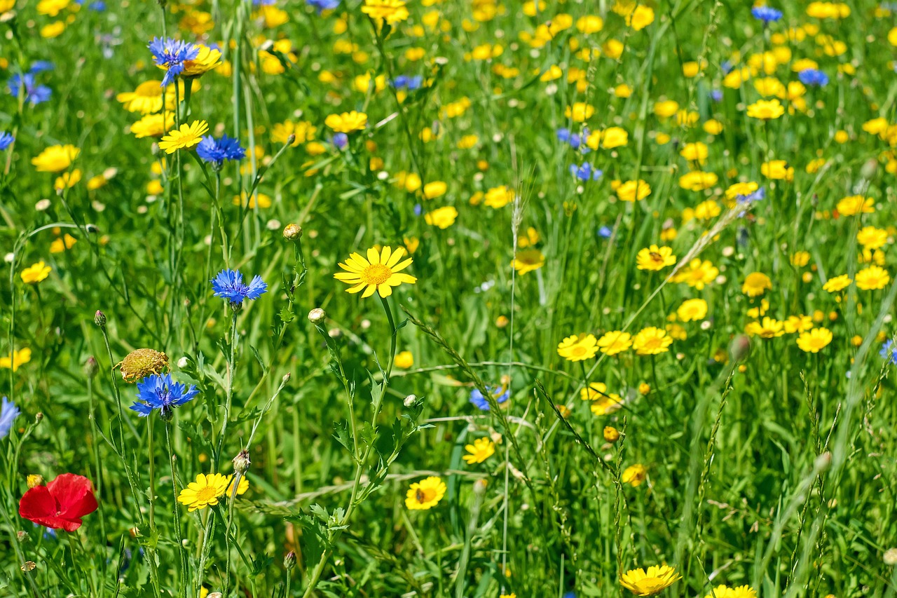 Flower Meadow Wild - Free photo on Pixabay - Pixabay