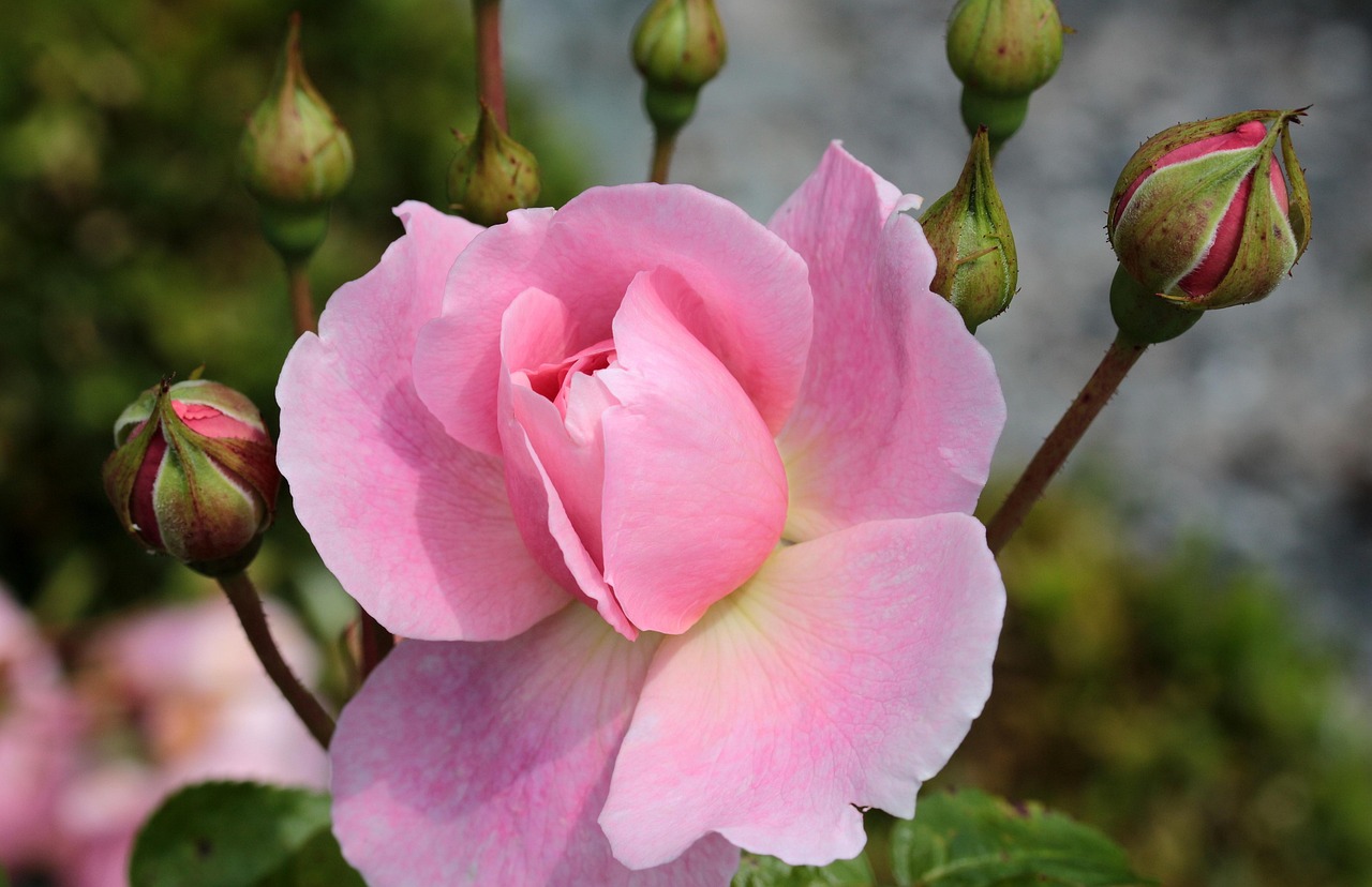 Rose Blossom - Free photo on Pixabay - Pixabay