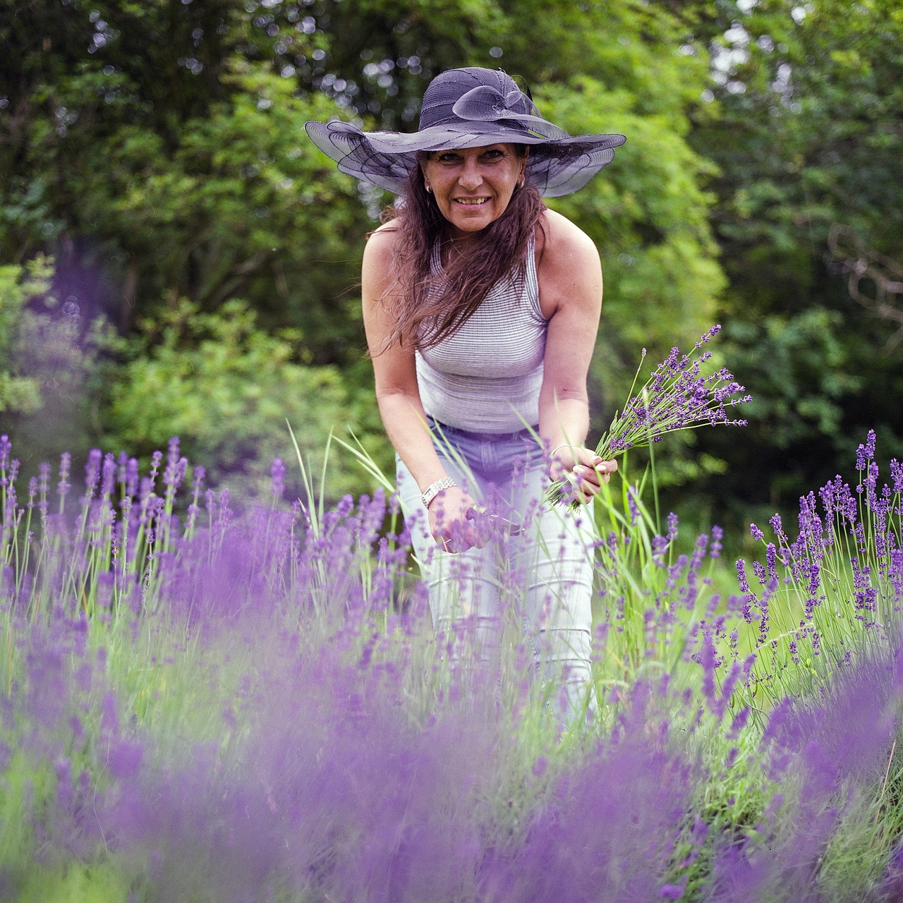 Lavender Picking Woman - Free photo on Pixabay