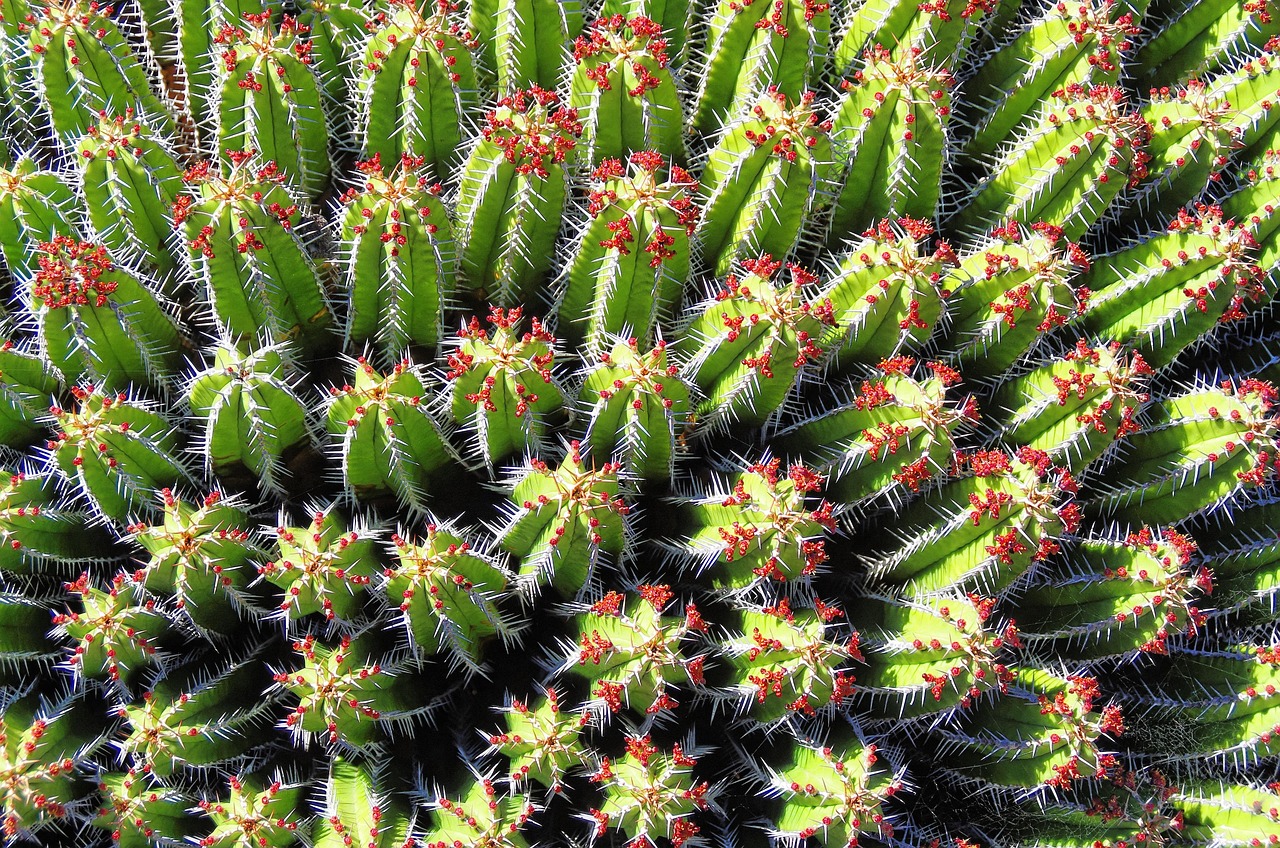 Lanzarote Cactus Garden Spicy - Free photo on Pixabay - Pixabay