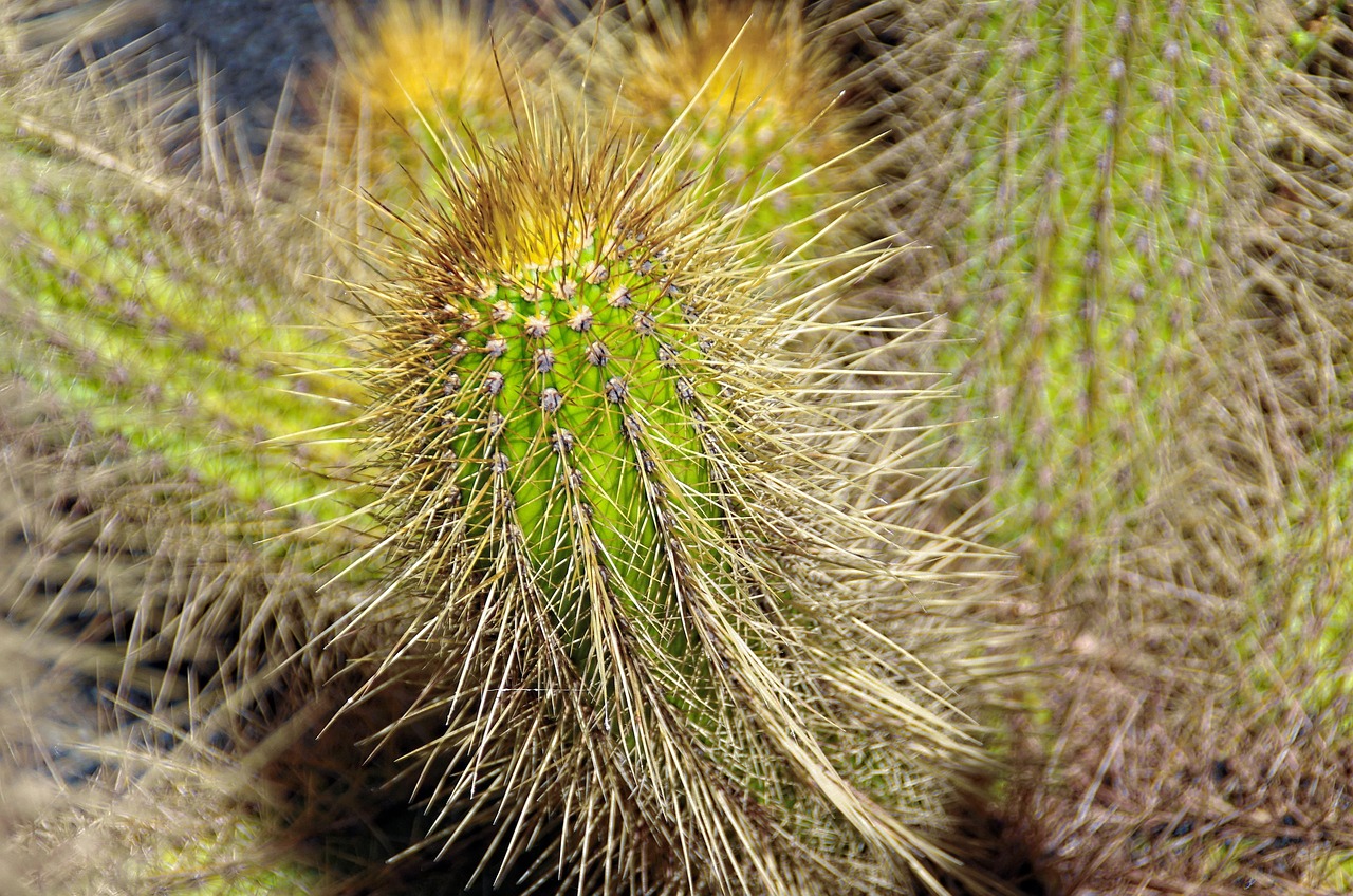 Lanzarote Cactus Garden Spicy - Free photo on Pixabay - Pixabay
