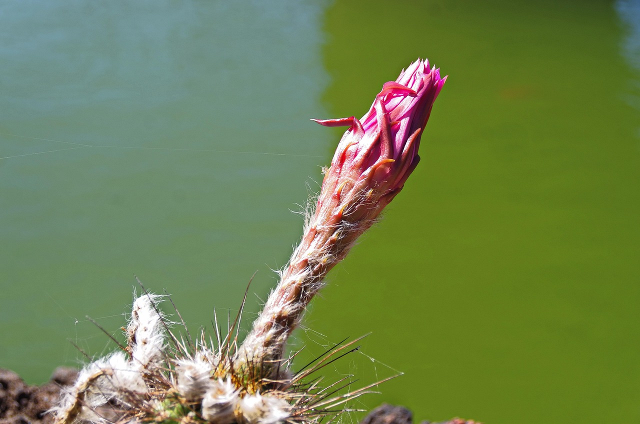 Lanzarote Cactus Garden Spicy - Free photo on Pixabay - Pixabay