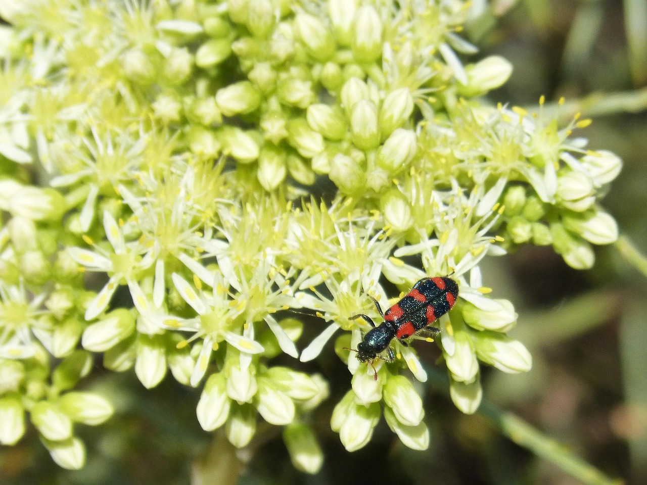 Trichodes Apiarius Coloptera - Free photo on Pixabay