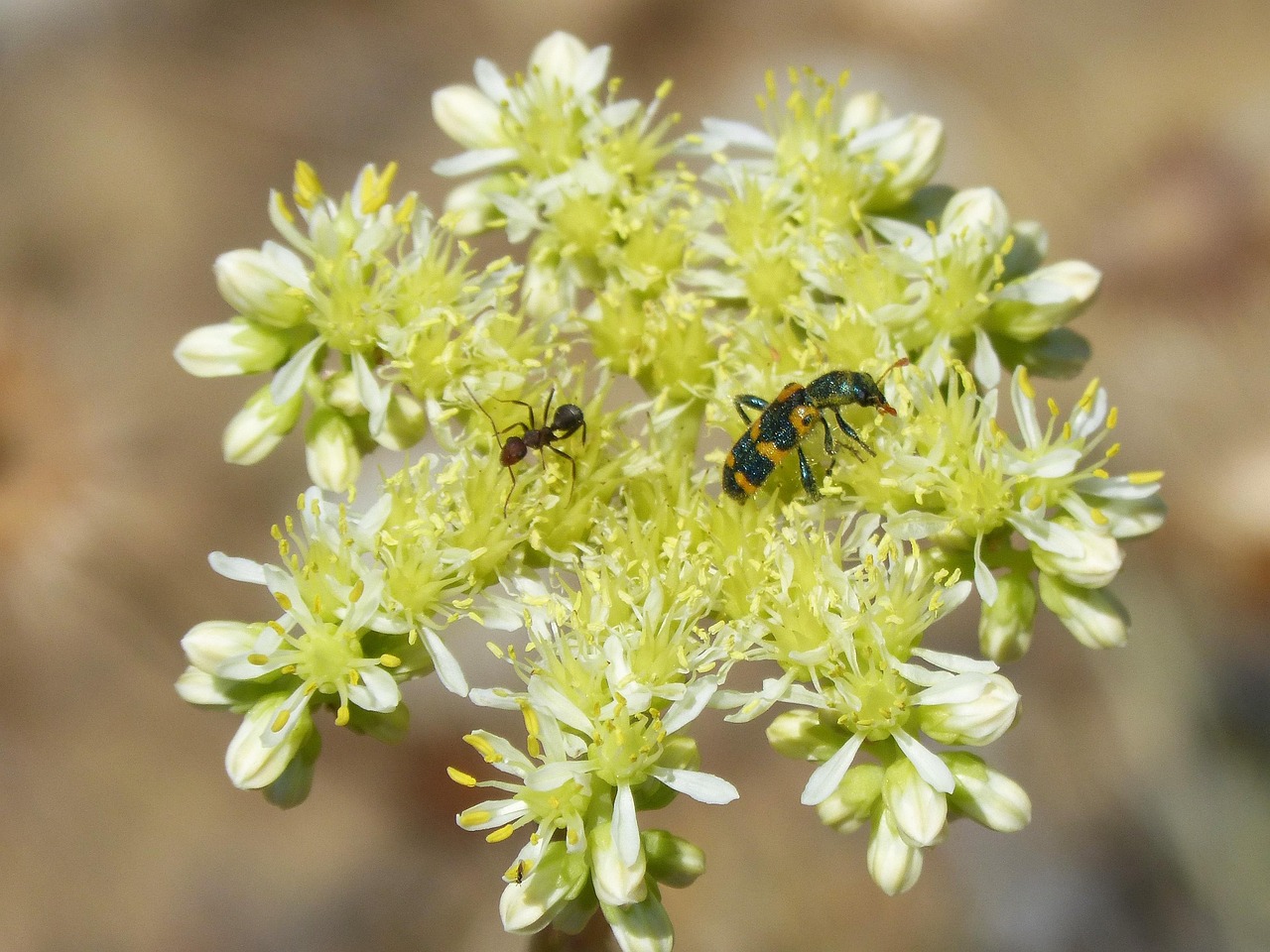 Trichodes Apiarius Coleoptera - Free photo on Pixabay