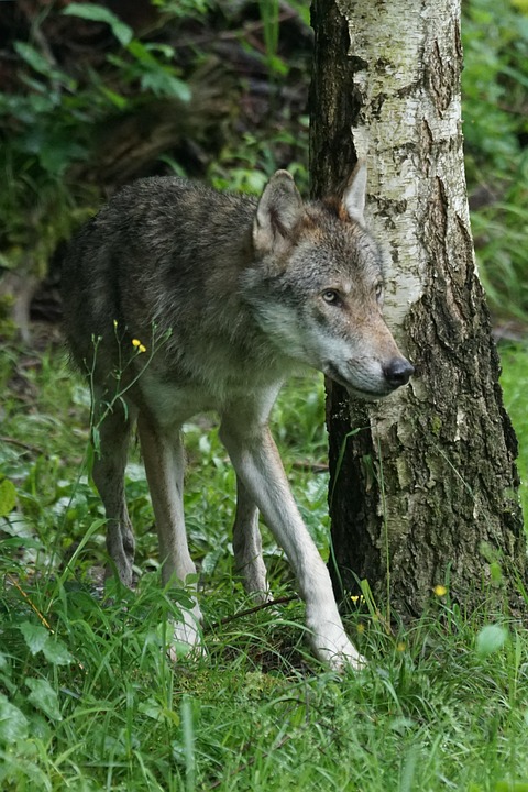 Wilk Drapieżnik Pack Animal - Darmowe zdjęcie na Pixabay