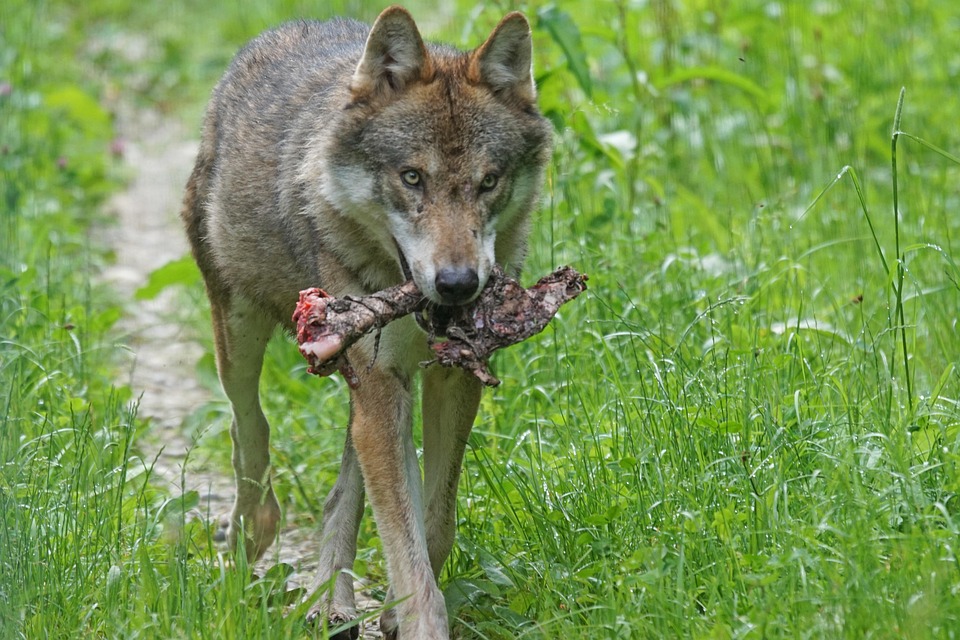 Wolf Predator Pack Animal - Free photo on Pixabay - Pixabay