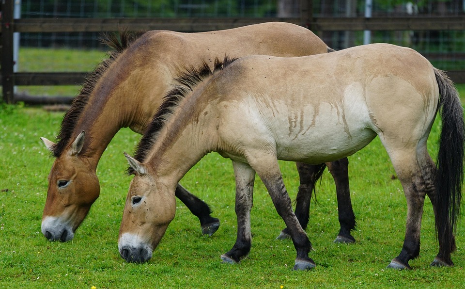 Przewalski Wild Paard · Gratis foto op Pixabay