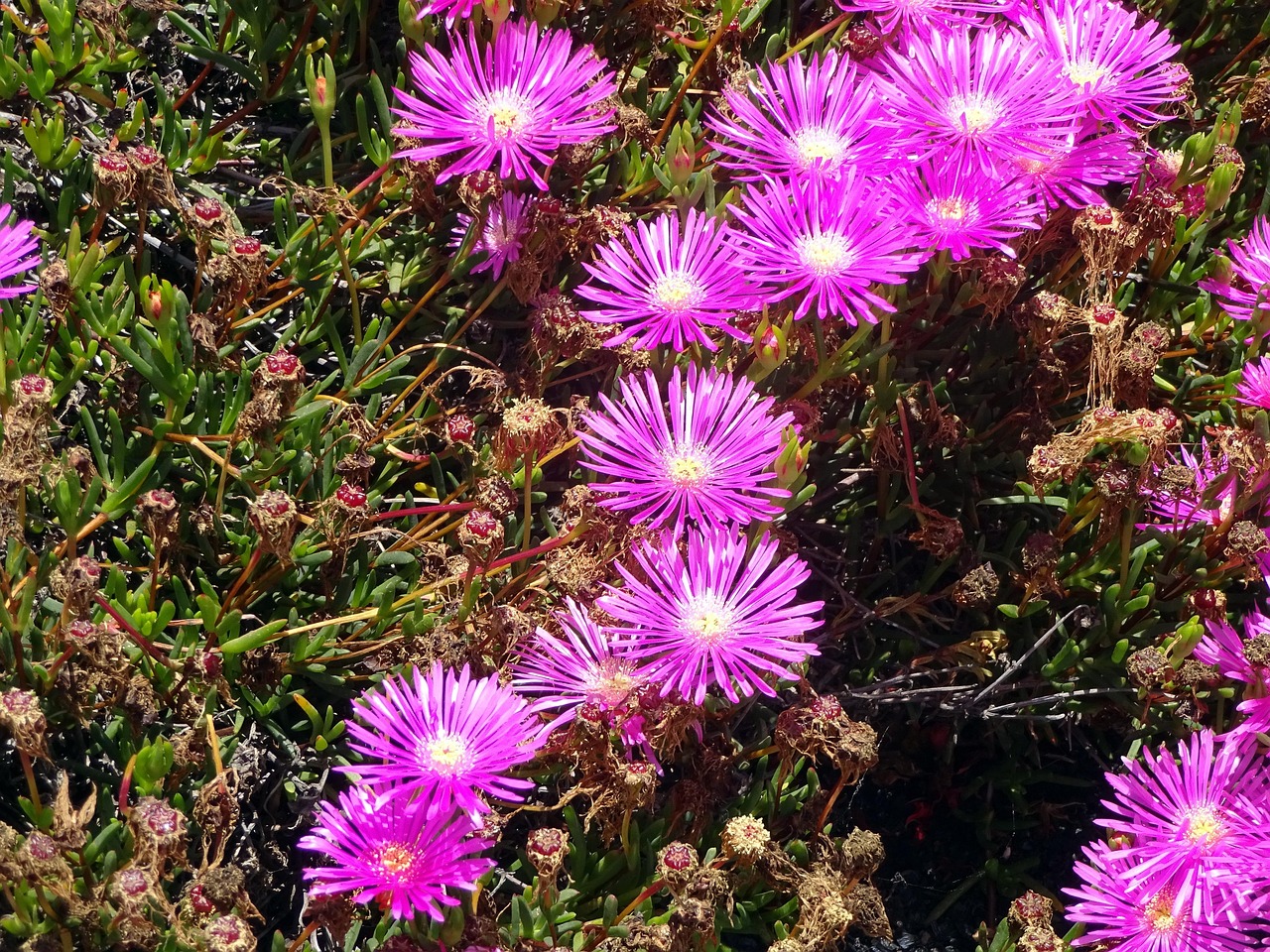 Canary Sedum Flower Violet Purple - Free photo on Pixabay - Pixabay