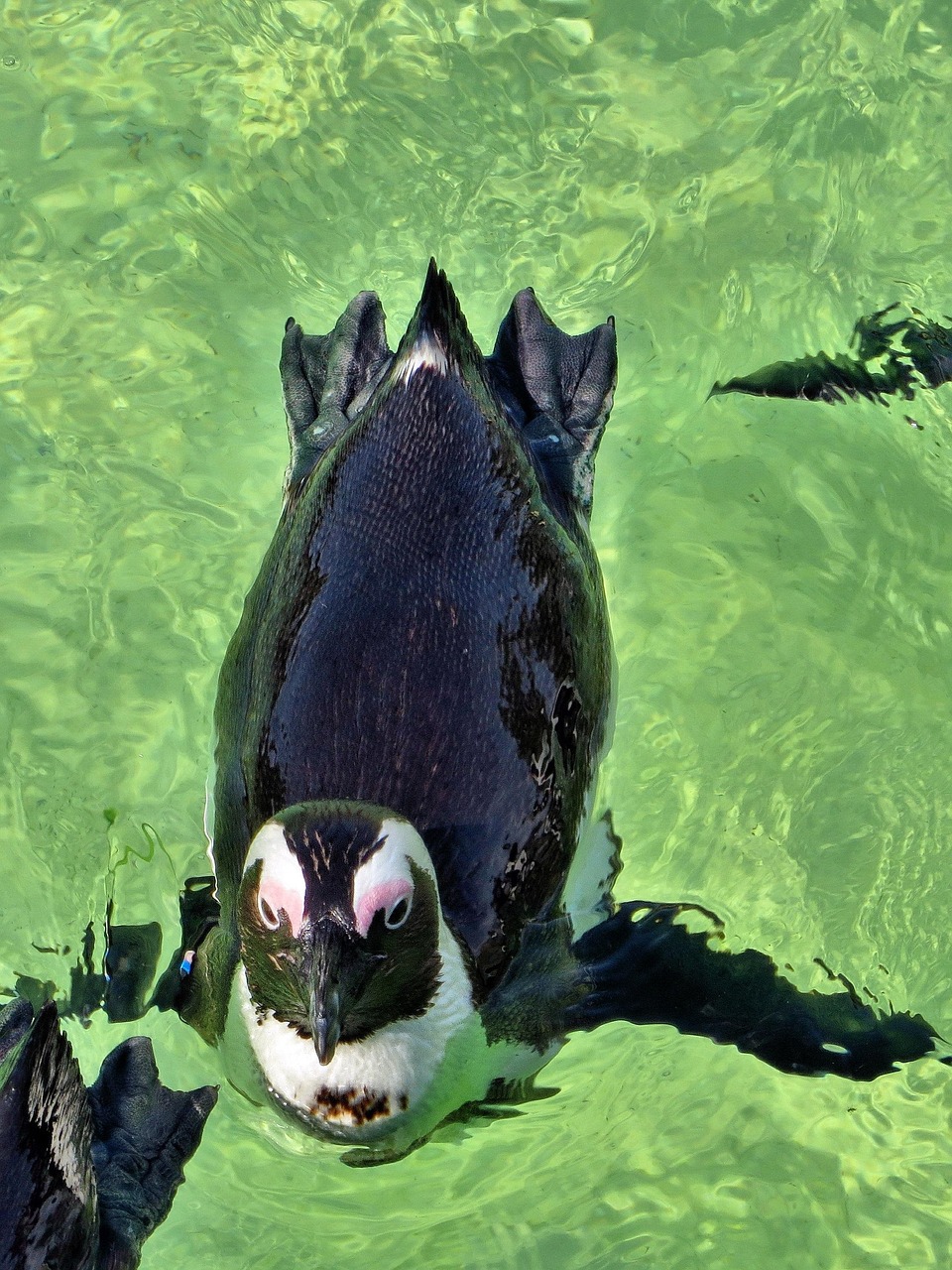 Sudáfrica El Cabo Pingüino Del - Foto gratis en Pixabay - Pixabay
