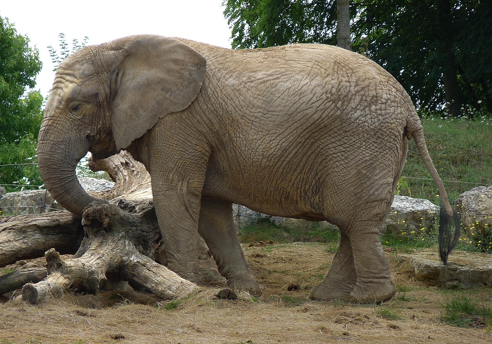 Elephant Pachyderm Mammal - Free photo on Pixabay - Pixabay