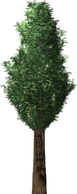 200,000+ Free Bald Cypress Tree & Cypress Images - Pixabay