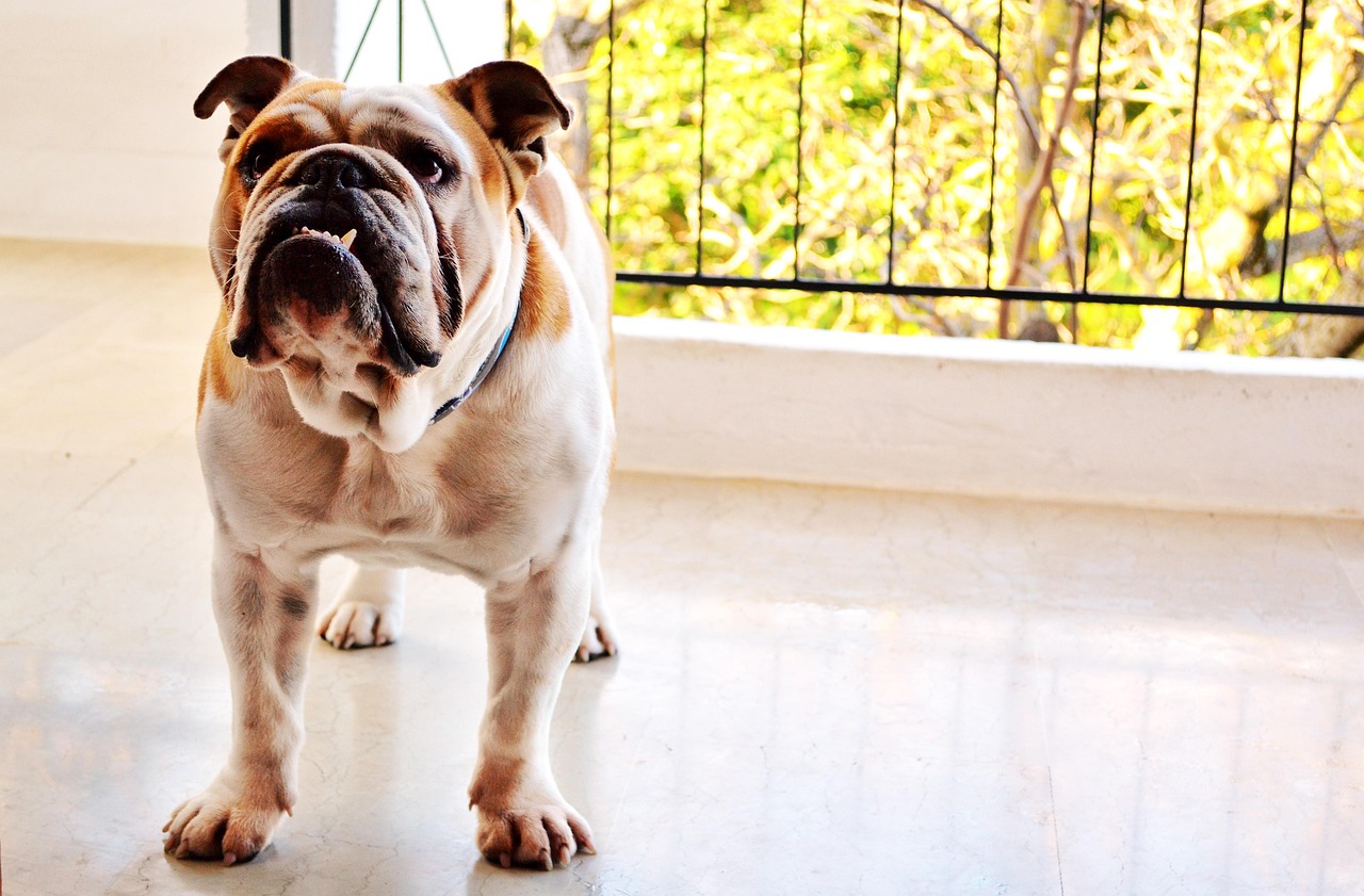 Animal English Bulldog - Free photo on Pixabay - Pixabay