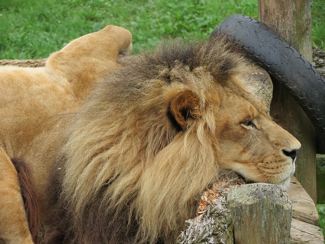 Leu Felină Sălbatic - Fotografie gratuită pe Pixabay - Pixabay