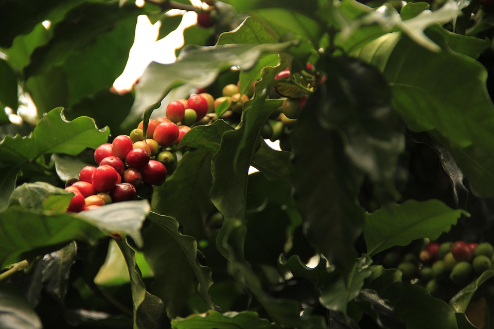 Coffee Grains Mature Farming - Free photo on Pixabay
