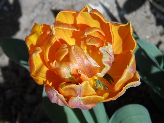 Papagaio De Tulipa - Foto gratuita no Pixabay