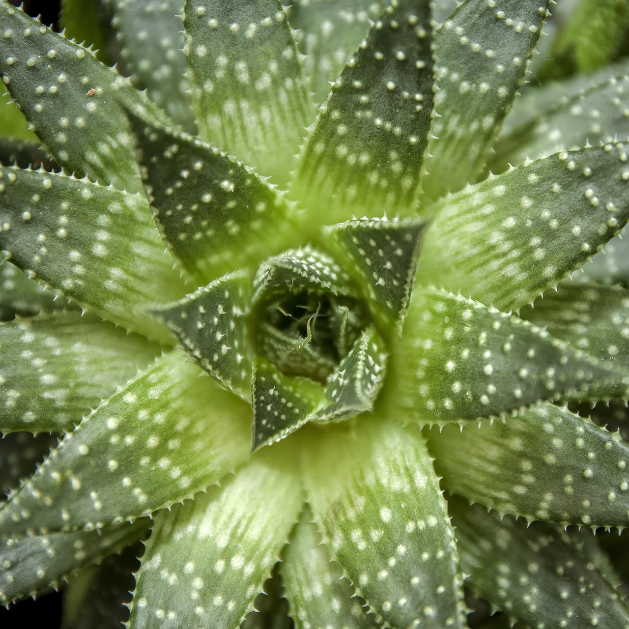 Más de 400 imágenes gratis de Agave y Naturaleza - Pixabay