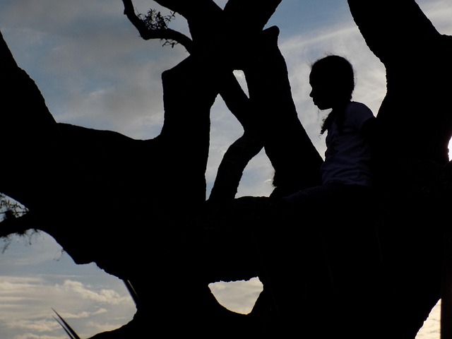 Thinking Tree Sunset - Free photo on Pixabay