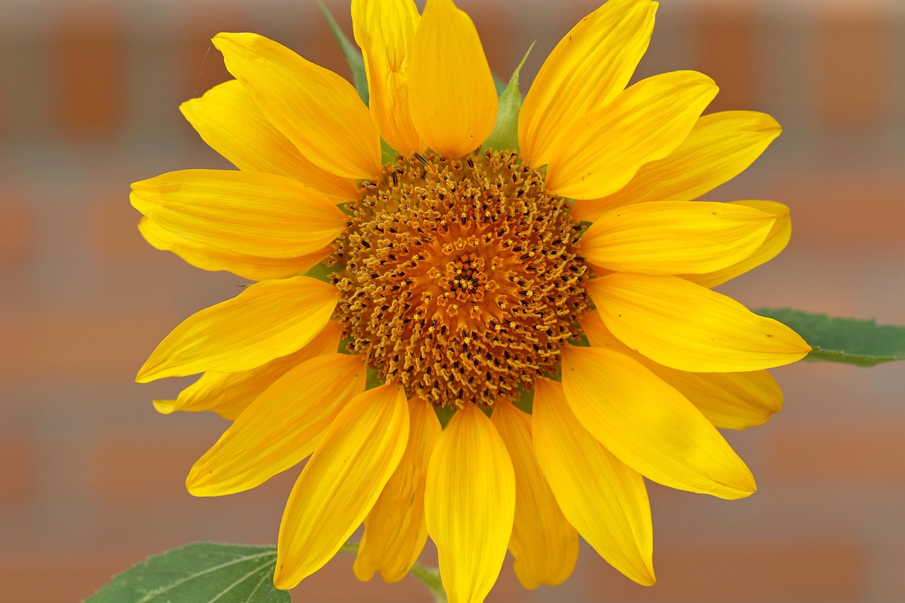 Tournesol Plante Fleur - Photo gratuite sur Pixabay - Pixabay