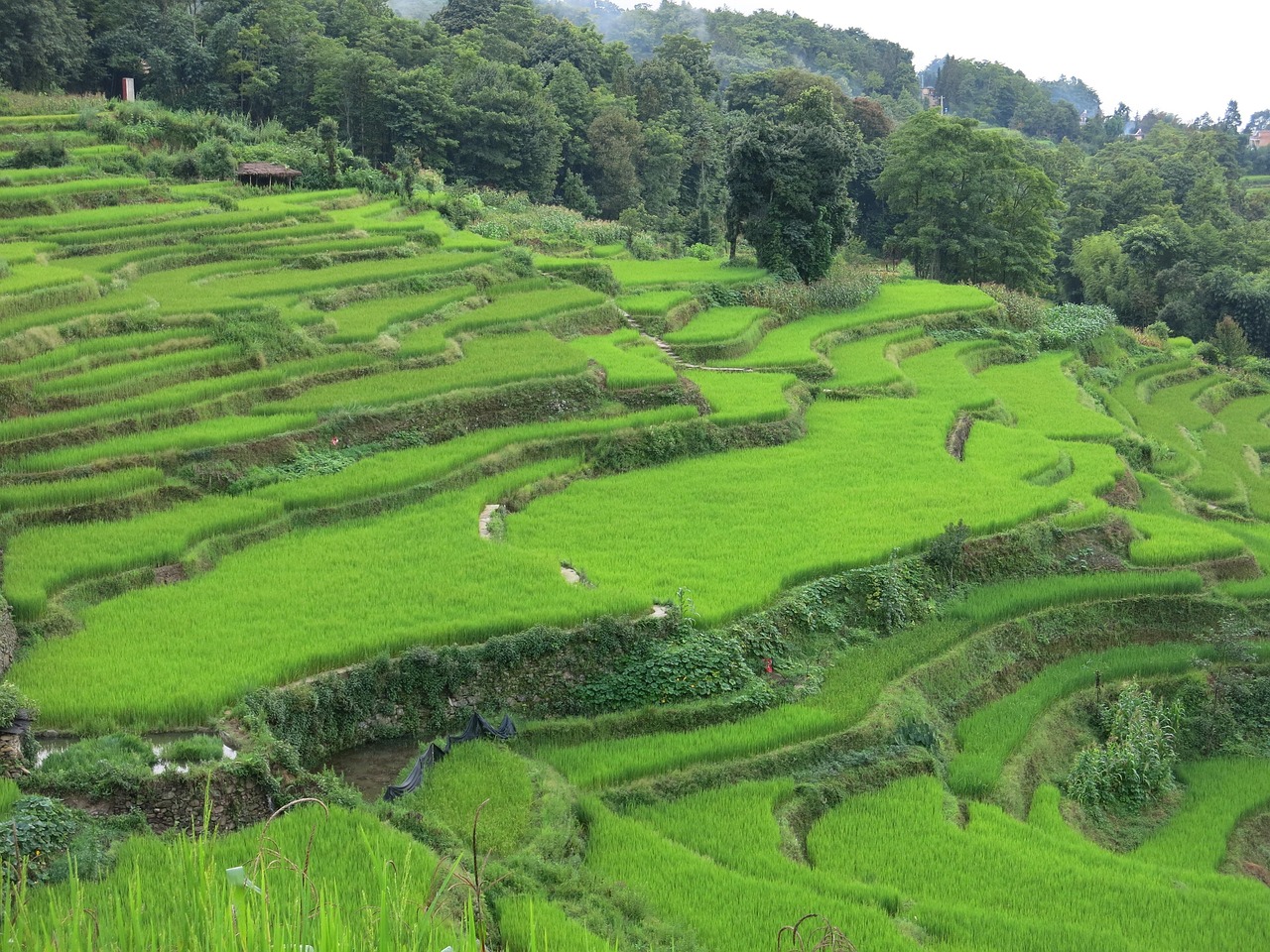 Yuanyang Yunnan Terraces - Free photo on Pixabay - Pixabay