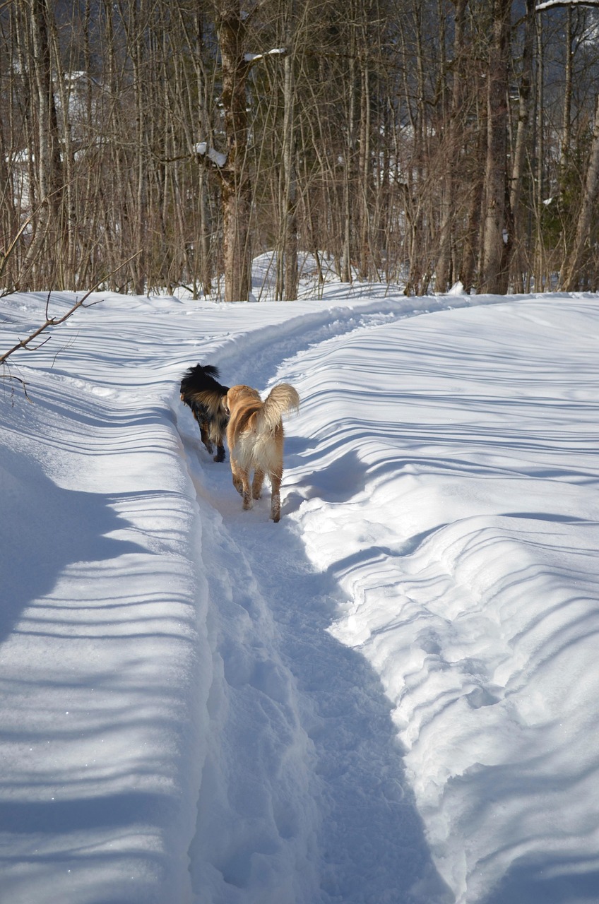 Chien Hiver Dans La - Photo gratuite sur Pixabay - Pixabay