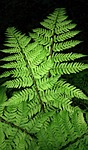 5 Hay-scented fern Synonyms. Similar words for Hay-scented fern.