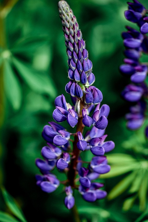 Lupine Flower Summer - Free photo on Pixabay