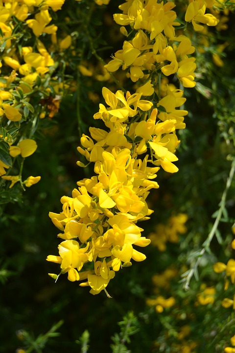 Flor Genista Retama - Foto gratis en Pixabay