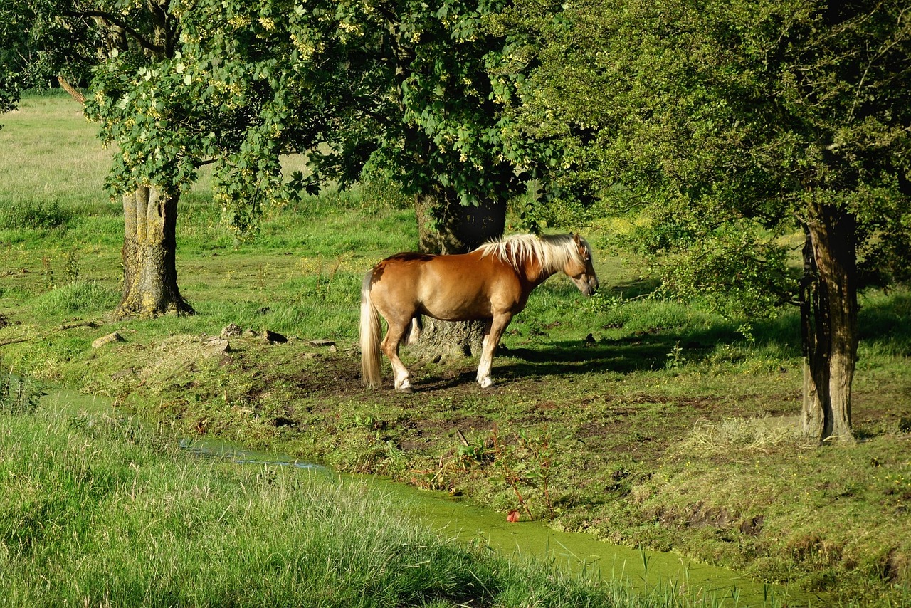 Caballo Haflinger Criar - Foto gratis en Pixabay - Pixabay