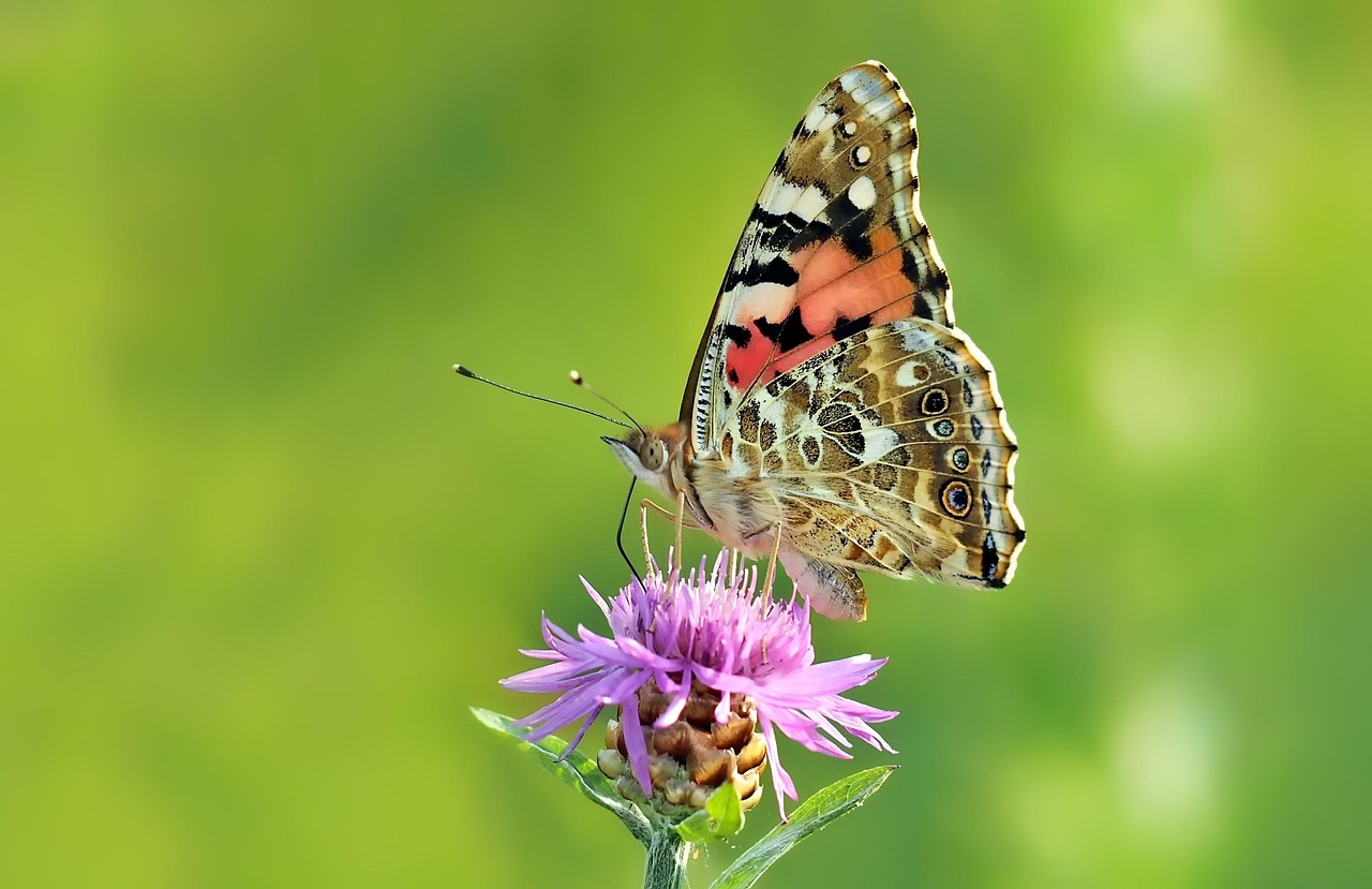Vanessa Cardui Edelfalter - Free photo on Pixabay - Pixabay