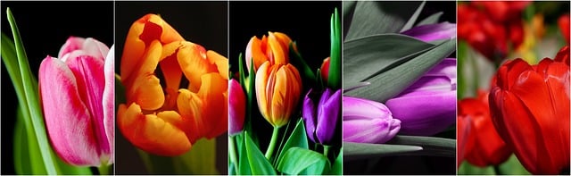 Download Tulips, Flowers, Flower Collage. Royalty-Free Stock ...