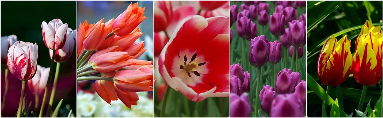 Download Tulips, Flowers, Flower Collage. Royalty-Free Stock ...