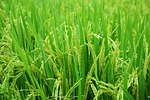 4 Rice paddy Synonyms. Similar words for Rice paddy.