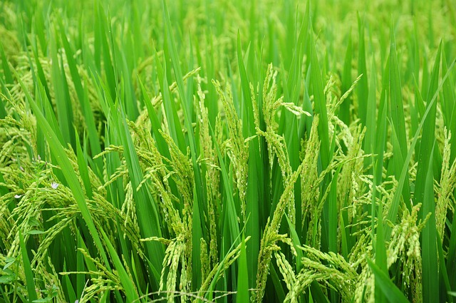Reis Feld Reisfeld - Kostenloses Foto auf Pixabay
