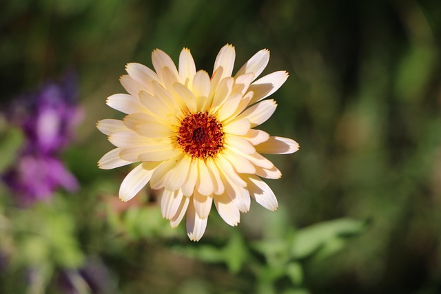 Flor Amarillo Maravilla - Foto gratis en Pixabay - Pixabay