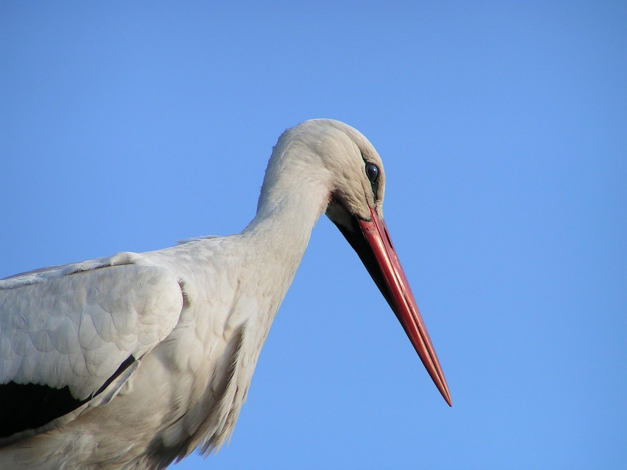 Stork Bird Nature - Free photo on Pixabay - Pixabay