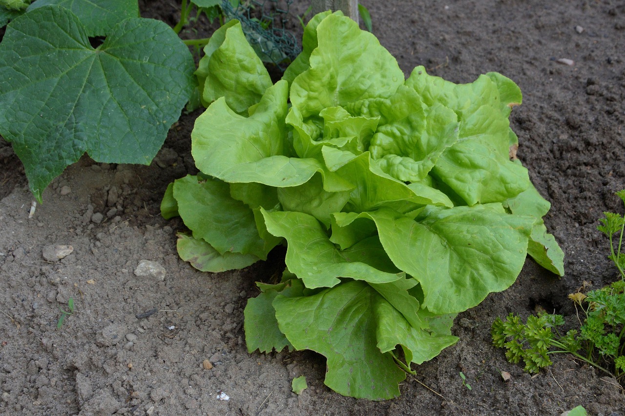 Salade Laitue Vert - Photo gratuite sur Pixabay