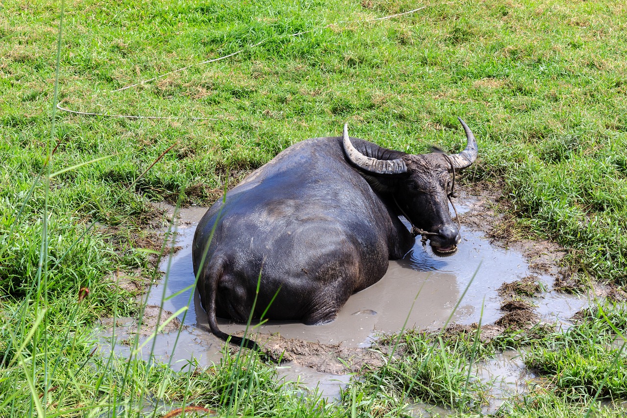 Buffalo Vietnam Field - Free photo on Pixabay - Pixabay