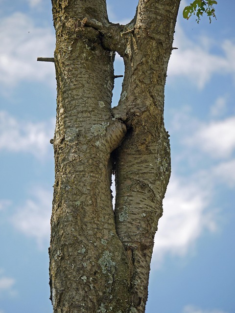 Tree Separation Pardon Grown - Free photo on Pixabay - Pixabay