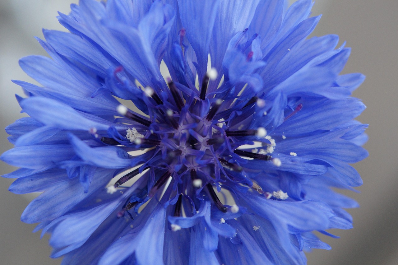 Cornflower Blue Flower - Free photo on Pixabay - Pixabay