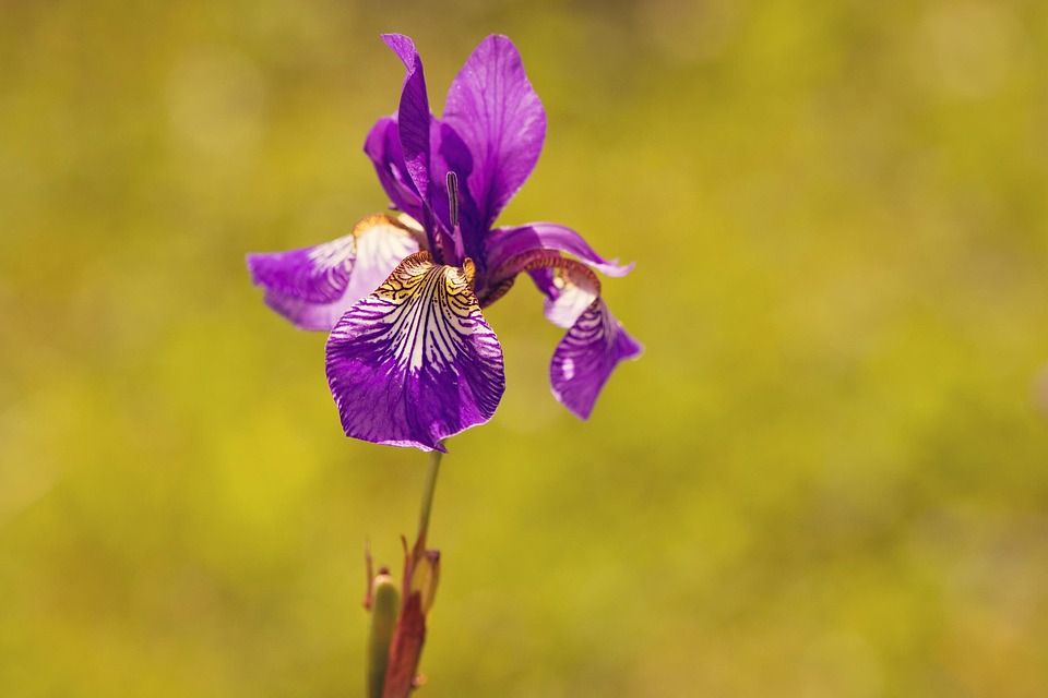 Pedang Lily Tanaman Bunga - Foto gratis di Pixabay - Pixabay