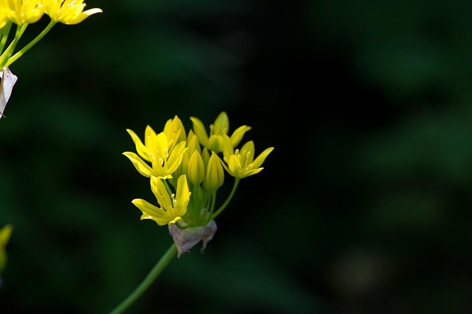 Siberian Sedum Plant Cushion - Free photo on Pixabay - Pixabay