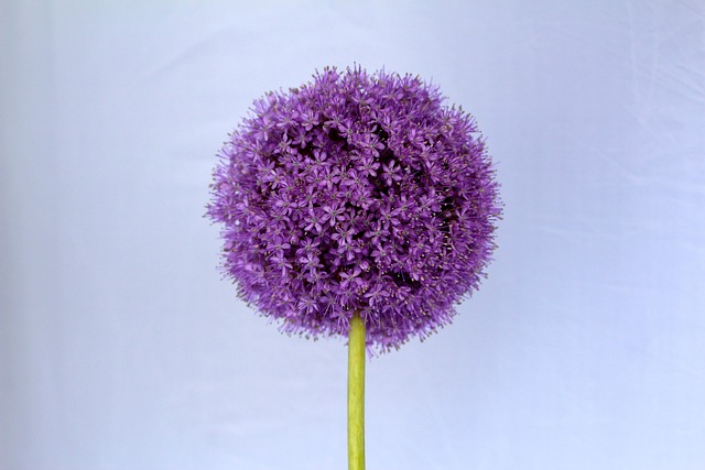 Allium Purple Bullet - Free photo on Pixabay