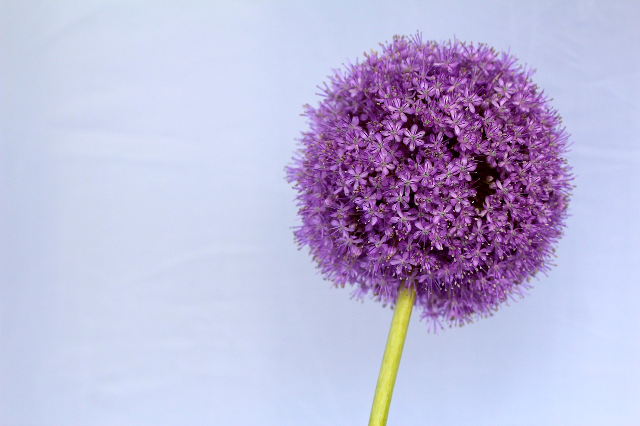 Allium Purple Bullet - Free photo on Pixabay - Pixabay